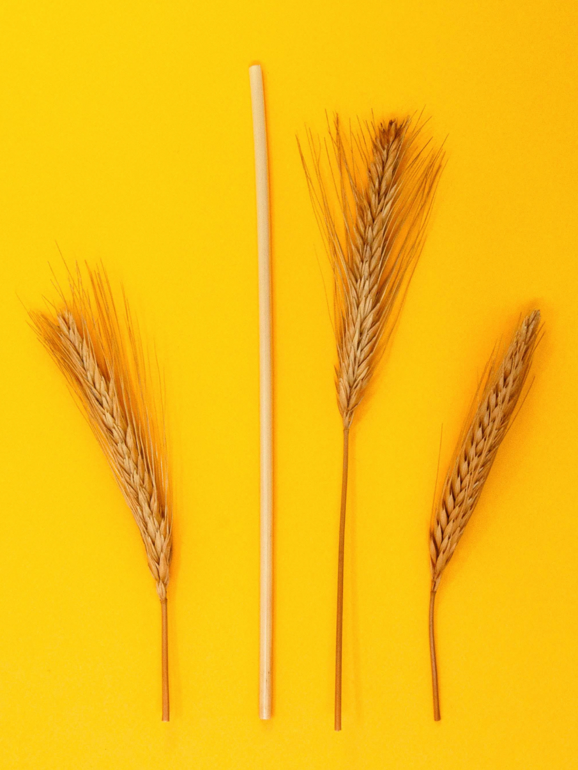 Natural Wheat Straw : Best Price in Europe - Drinking-straw.com